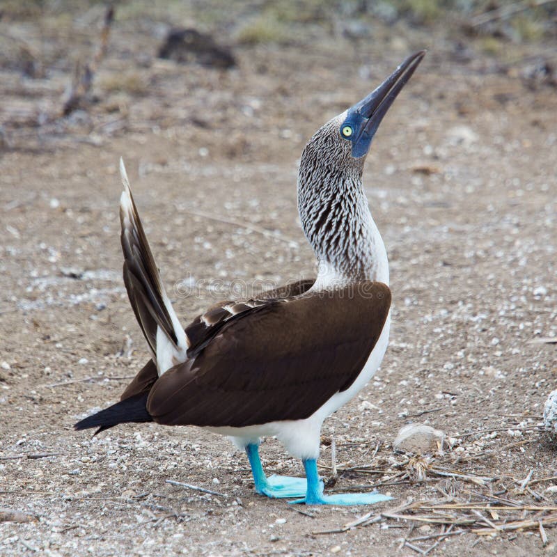 Blue Footed Booby stock image. Image of island, foot - 26549907