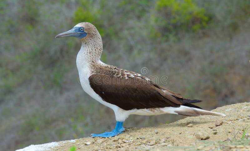 Brown Rock Pigeon stock image. Image of color, livia - 31455419