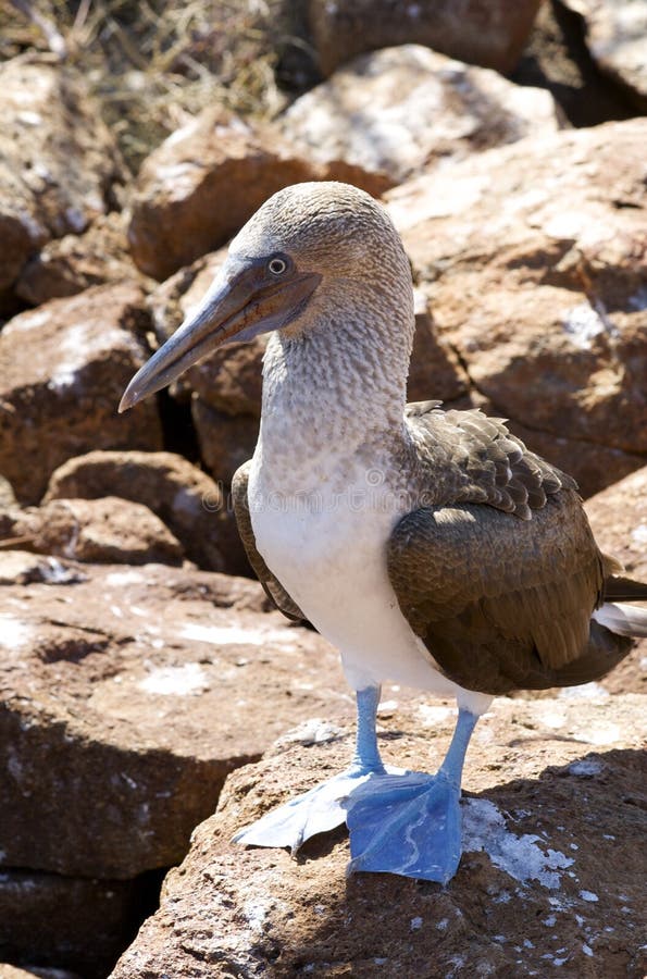 Blue Footed Booby - Galapagos Islands Stock Image - Image of wildlife ...