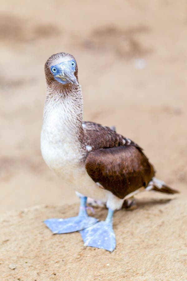 Blue Footed Booby stock photo. Image of stare, galapagos - 61379376