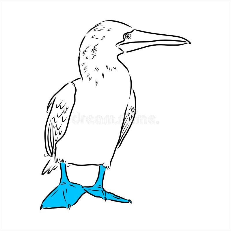 The Blue-footed Booby Line Drawing. Black and White Illustration ...