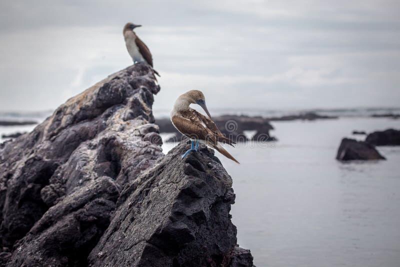 Blue Footed Booby in Nature - Galapagos - Ecuador Stock Image - Image ...