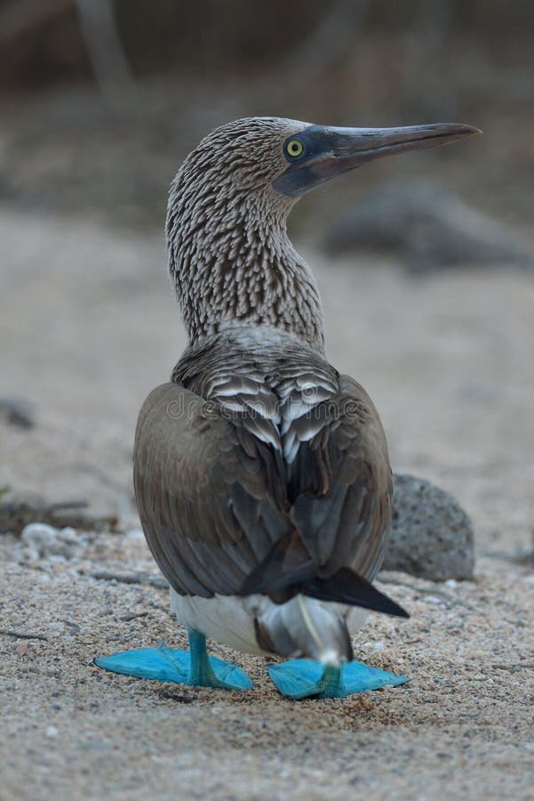 Blue-footed Booby stock image. Image of ecuador, blue - 74151249