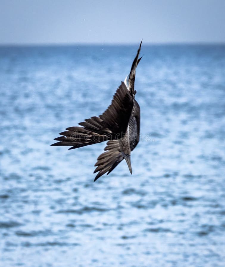 Booby Plunges Stock Photos - Free & Royalty-Free Stock Photos from ...