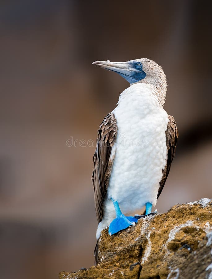 Blue footed booby stock image. Image of coastal, galapagos - 224161953
