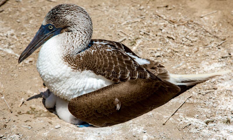 Baby Blue Footed Booby Cries For Mother To Return With Food On ...