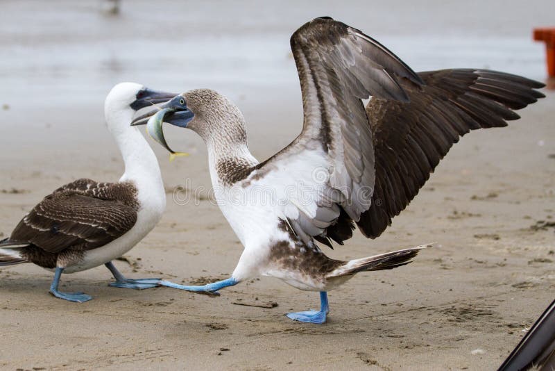 417 Stealing Fish Stock Photos - Free & Royalty-Free Stock Photos from ...