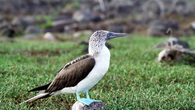 Blue Footed Booby , Sula Nebouxii, is a Marine Bird Stock Footage ...