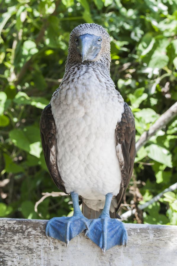 Blue-footed Booby, Sula Nebouxii Stock Photo - Image of animal, ecuador ...