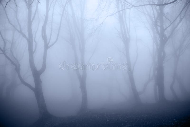 Blue forest stock photo. Image of nature, horizontal - 10331862