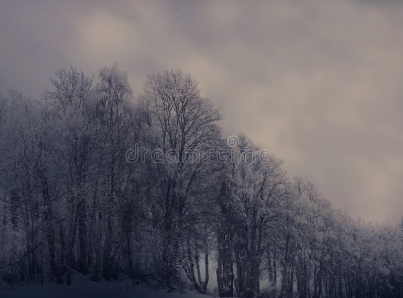 Blue forest stock photo. Image of empty, spooky, forest - 16347424