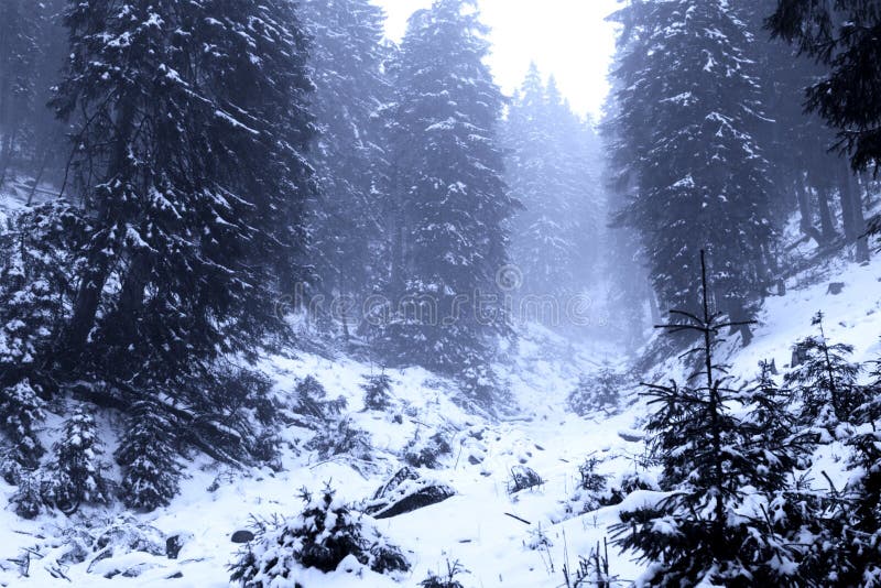 Blue forest stock image. Image of force, abstract, trees - 1740731