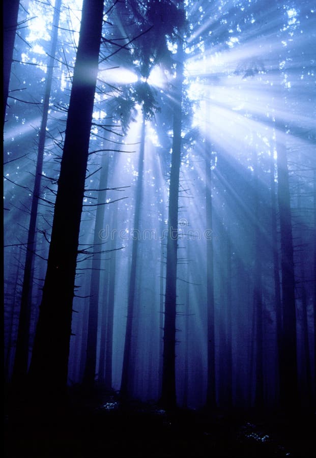 Blue forest stock image. Image of plants, light, blue - 1926027