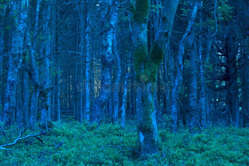 Blue Forest at Dawn in Nature Area Eifel Stock Image - Image of forest ...