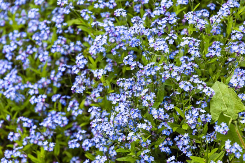Blue forest flowers. stock photo. Image of bloom, flower - 146970206