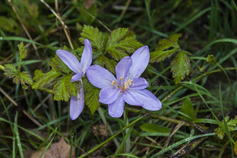 Blue forest flowers stock photo. Image of petal, yellow - 54142068