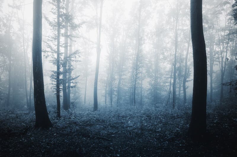 Blue forest mist stock image. Image of enchanted, backdrop - 85262801