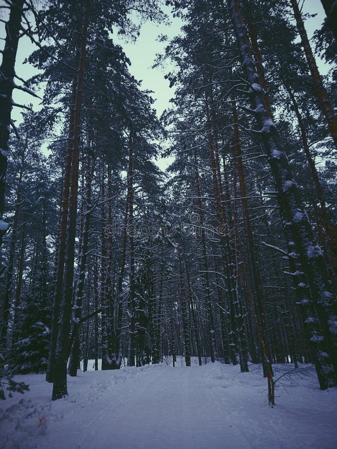 Blue forest stock image. Image of vsco, processed, trees - 138337207