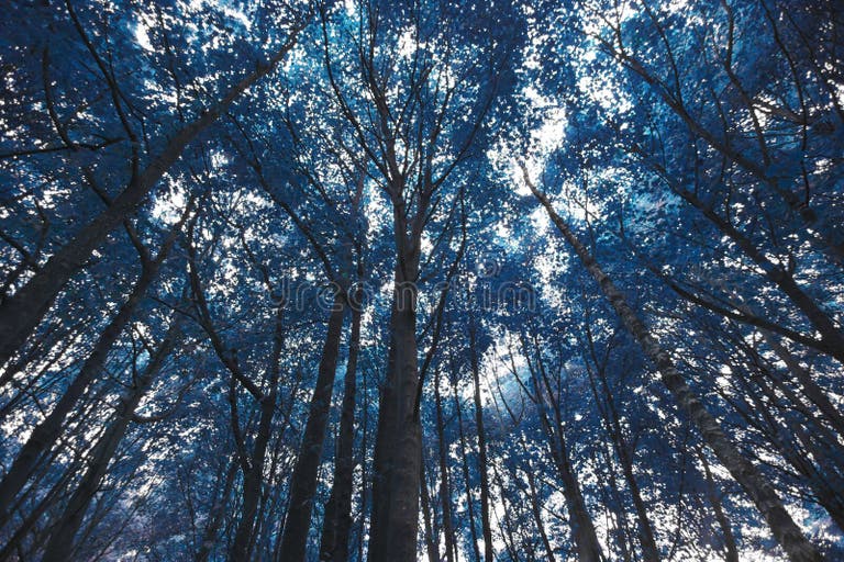 Blue forest trees stock photo. Image of canopy, tree - 29023208