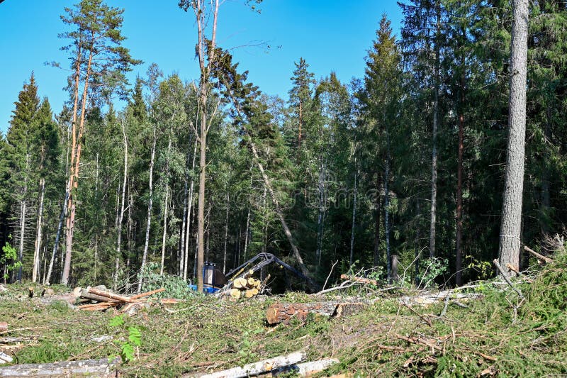 Blue Forestry Machine Working in Swedish Forest Stock Photo - Image of ...