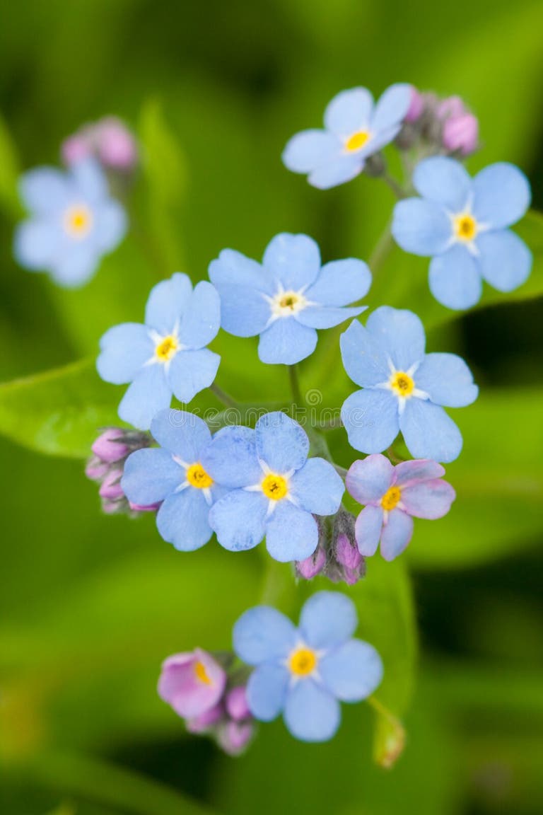 10,174 Blue Forget Me Not Stock Photos - Free & Royalty-Free Stock ...