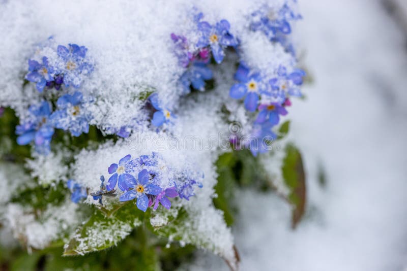 Blue Forget-me-not-blossom are Covered with Freshly Fallen Snow Stock ...