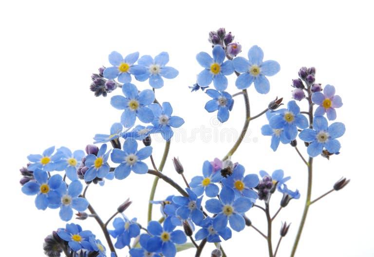 10,878 Blue Forget Me Not Stock Photos - Free & Royalty-Free Stock ...