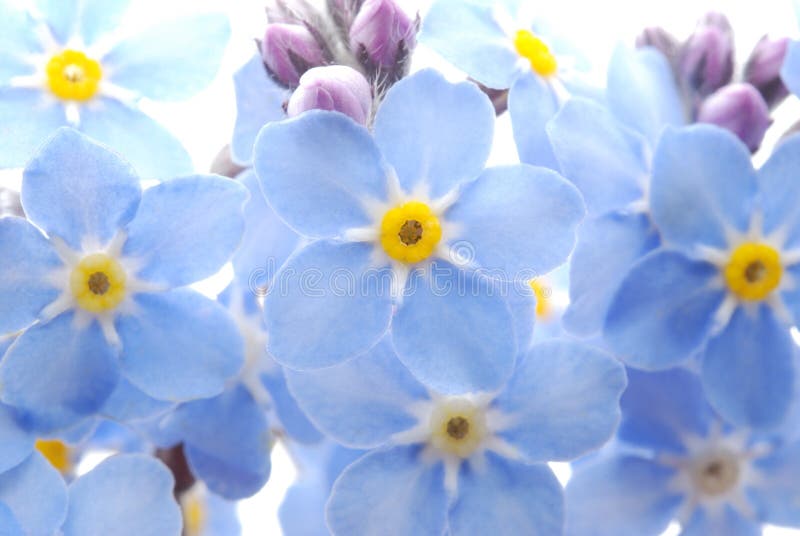 Blue forget me not flowers stock image. Image of faithfulness - 4945235