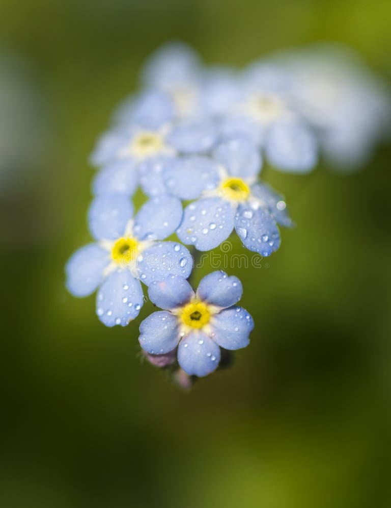 3,621 Natural Forget Me Not Blue Flower Green Nature Stock Photos ...