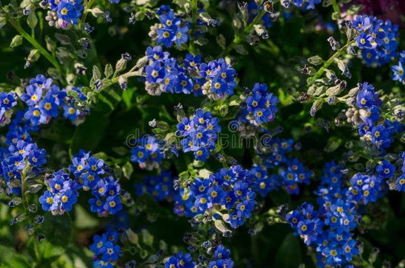 Blue Forget Me Not Flowers Background Stock Photo - Image of petal ...