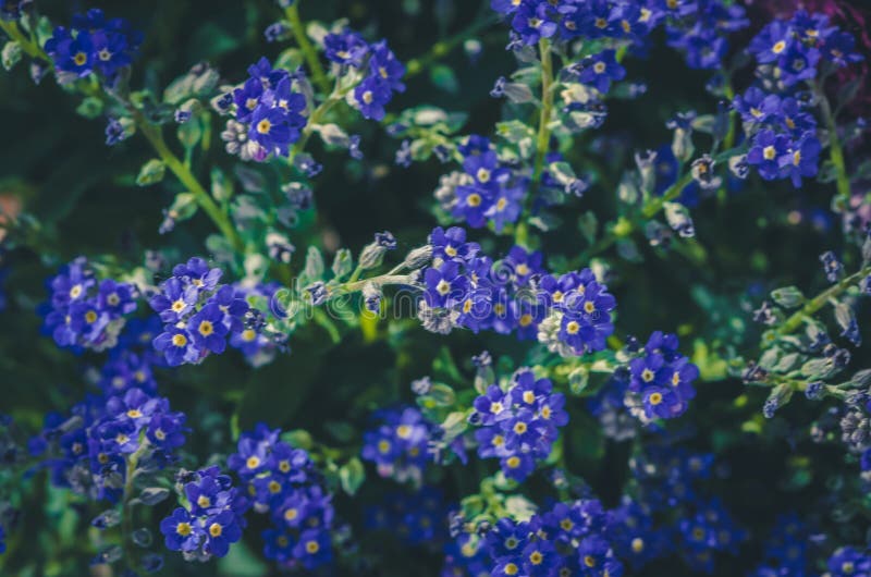 Blue Forget Me Not Flowers Background Stock Photo - Image of decoration ...