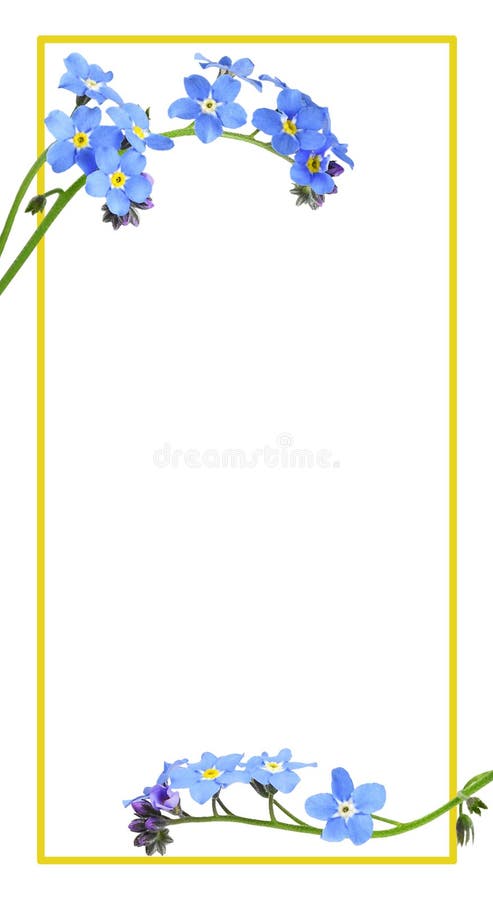 Blue Forget-me-not Flowers in a Floral Frame Isolated on White Stock ...