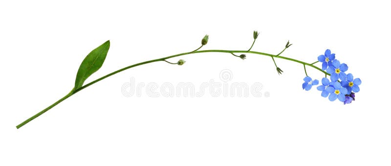 Blue Forget-me-not Flowers Isolated on White Background Stock Photo ...