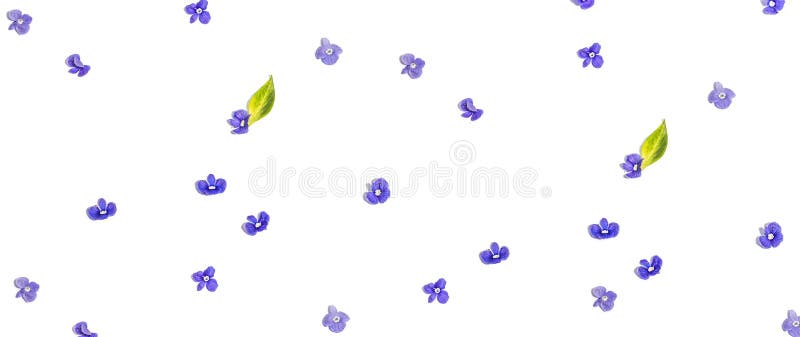 Blue Forget Me Not Flowers Isolated on a White Background. Springtime ...
