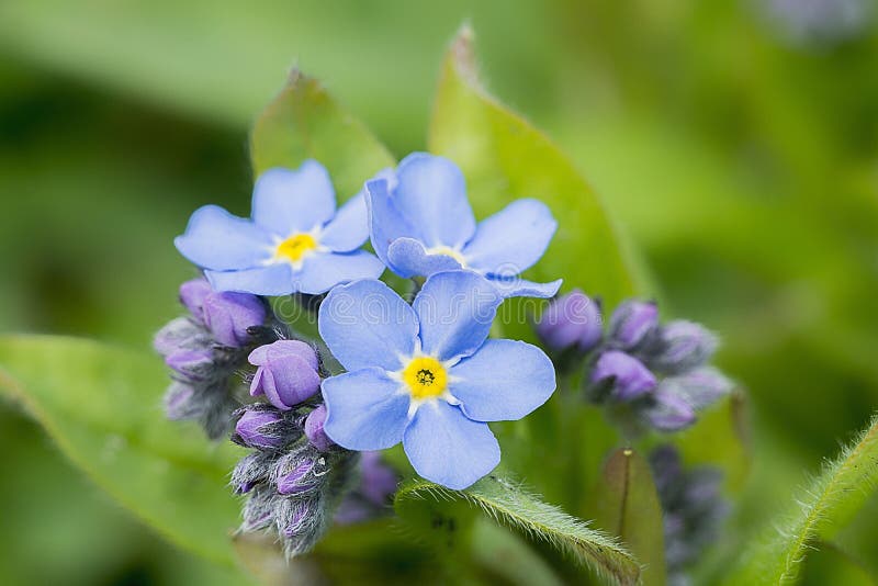 Forget-me-not flowers stock image. Image of alaska, buds - 2255015