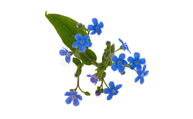 Blue Forget-me-not Isolated Stock Photo - Image of blue, purple: 275284636