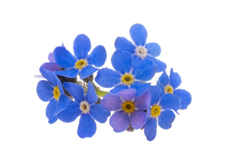 Blue Forget-me-not Isolated Stock Image - Image of natural, flowers ...