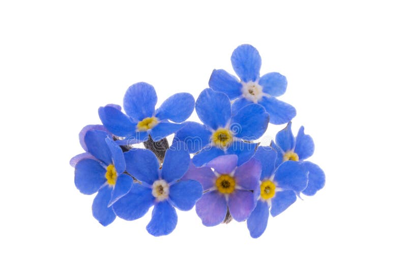 Blue Forget-me-not Isolated Stock Photo - Image of flower, background ...
