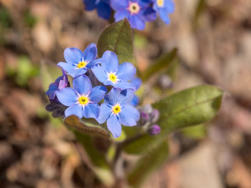 Forget-me-not in spring stock image. Image of macro - 246886129