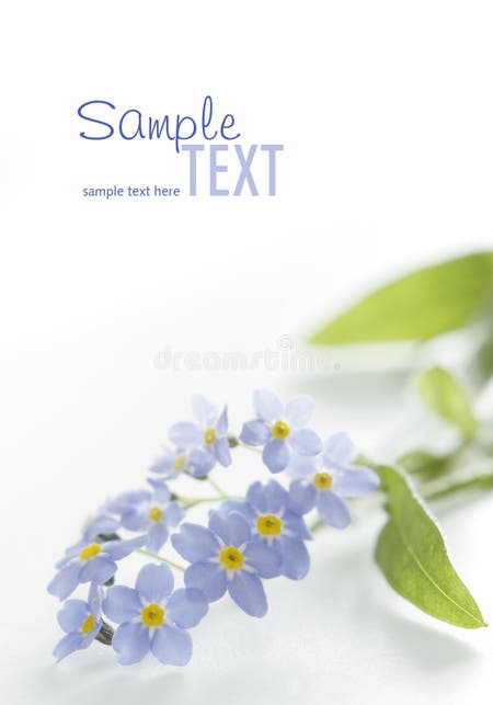 10,878 Blue Forget Me Not Stock Photos - Free & Royalty-Free Stock ...