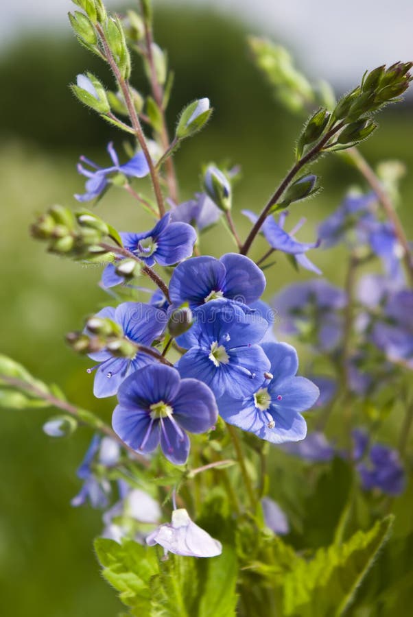 Blue Forget-me-not Flowers Bouquet Stock Image - Image of garden ...