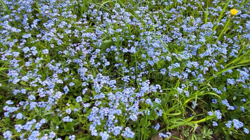 Blue Forget-me-nots Blooming in the Field. the Inflorescence of the ...