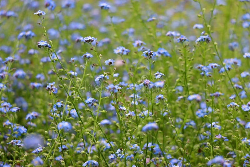 Forget-Me-Nots stock photo. Image of flora, seasonal - 270693002