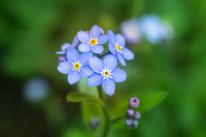 Blue Forget-me-nots among the Grass Stock Photo - Image of macro ...