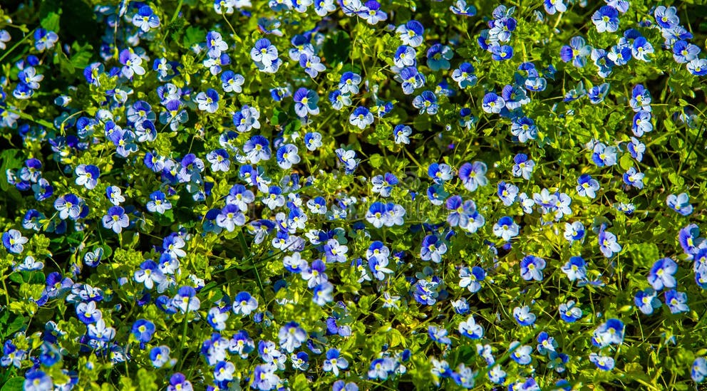 Blue Forget-me-nots on Green Grass. Stock Photo - Image of nature ...