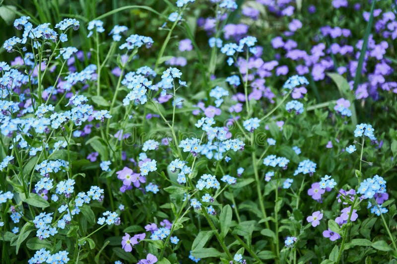 Blue Forget-me-nots and Purple Flowers in a Spring Garden Stock Image ...