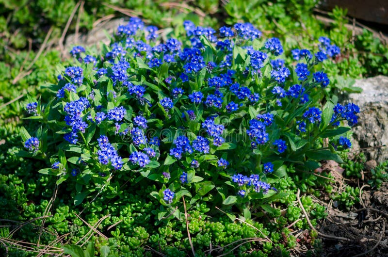 Blue Forget Me Now Flower in Green Background Stock Image - Image of ...