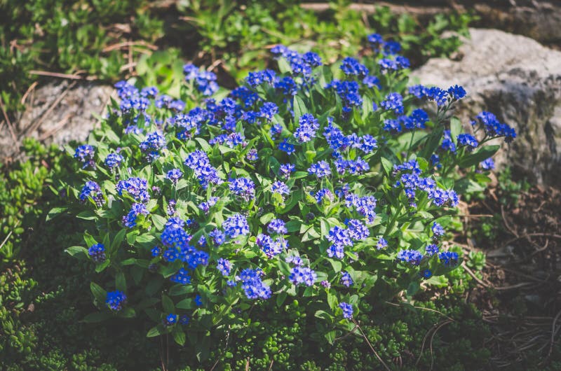 Blue Forget Me Now Flower in Green Background Stock Photo - Image of ...