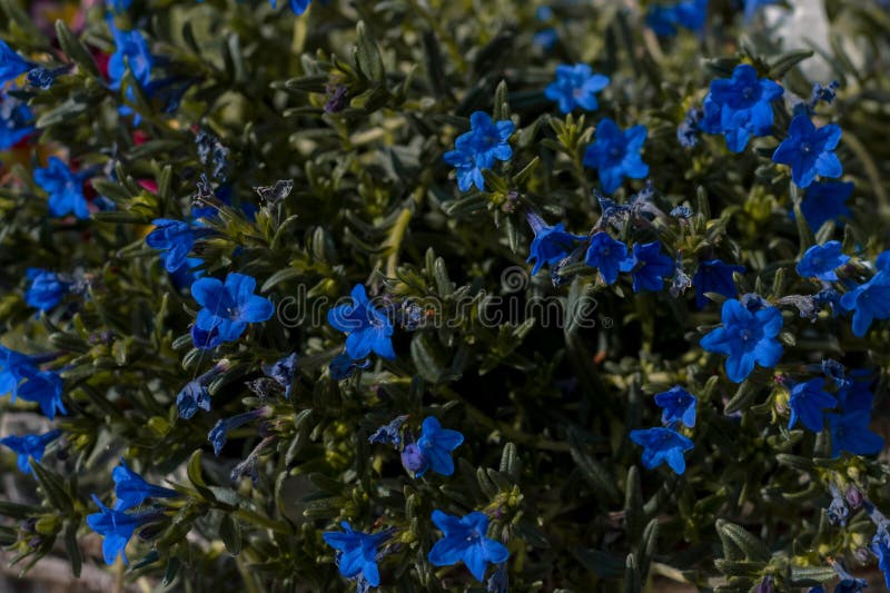 Blue Forget Me Now Flower in Green Background Stock Image - Image of ...