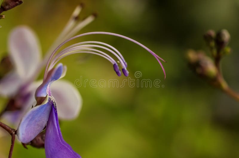 Blue Fountain Bush Blooms . Side View Stock Image - Image of showy ...